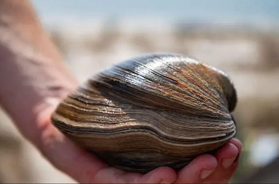 Molusco gigante de 200 anos é encontrado na praia da Flórida, nos EUA ...