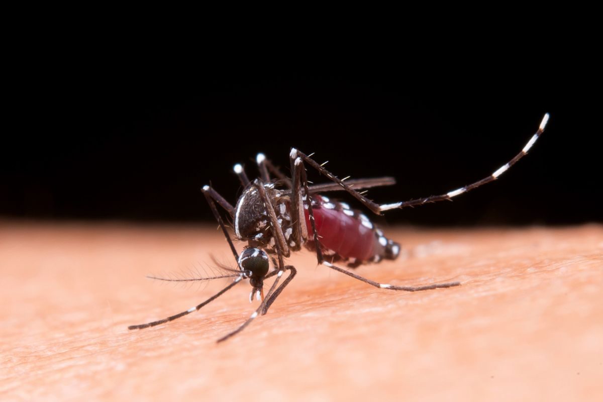 Dengue no Acre: mais de mil novos casos são registrados em dois meses ...