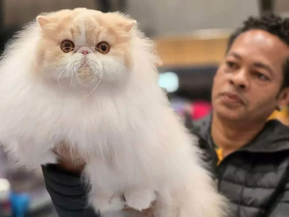 Conheça Max, gato brasileiro vencedor do concurso mundial de felinos ...